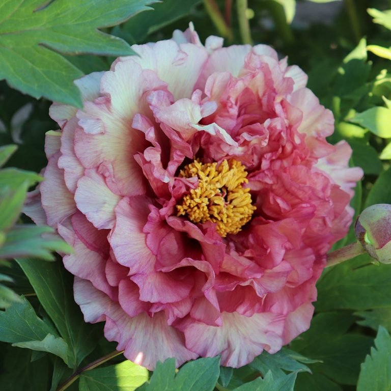 Aquila – Solaris Farms