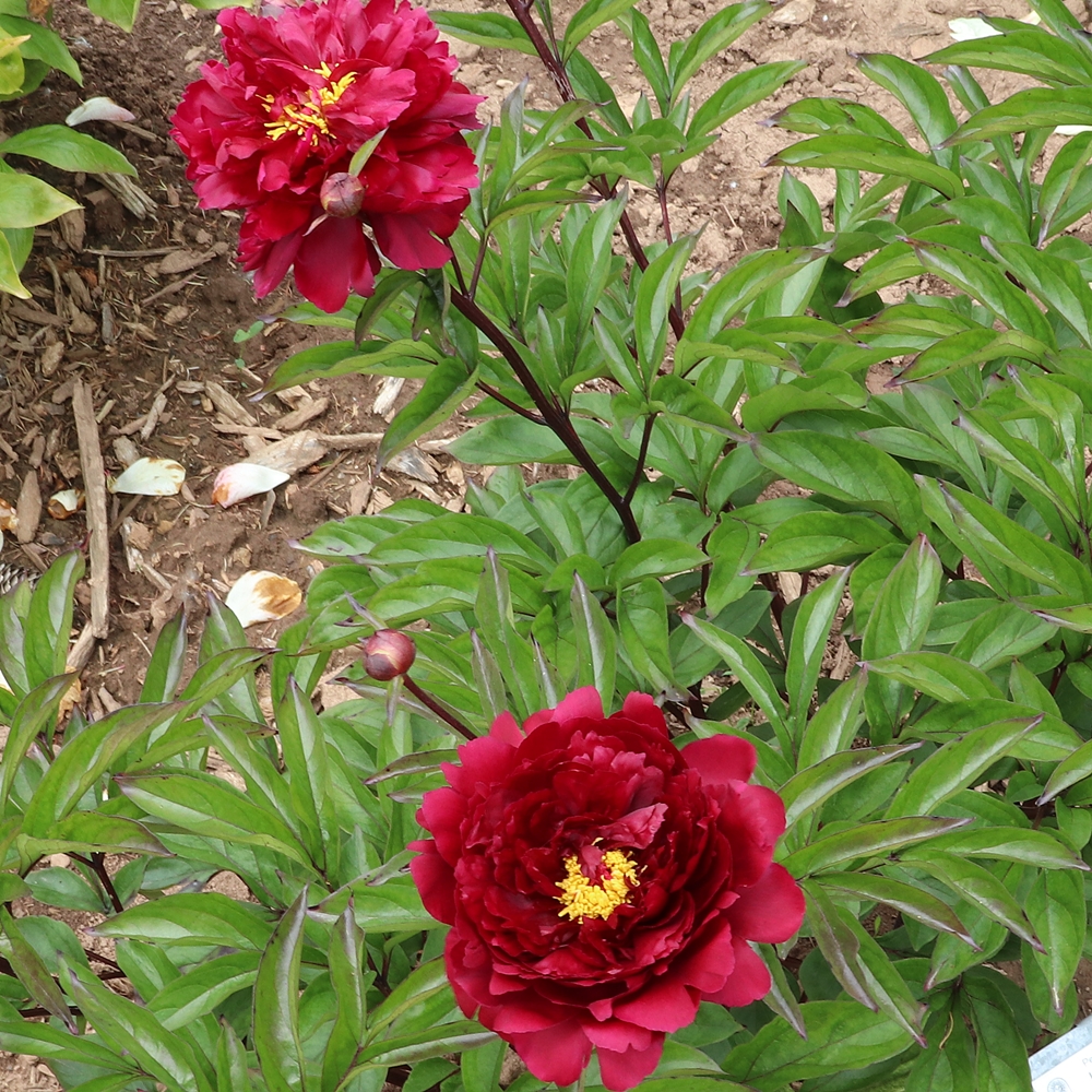 Iron Stem Purple – Solaris Farms