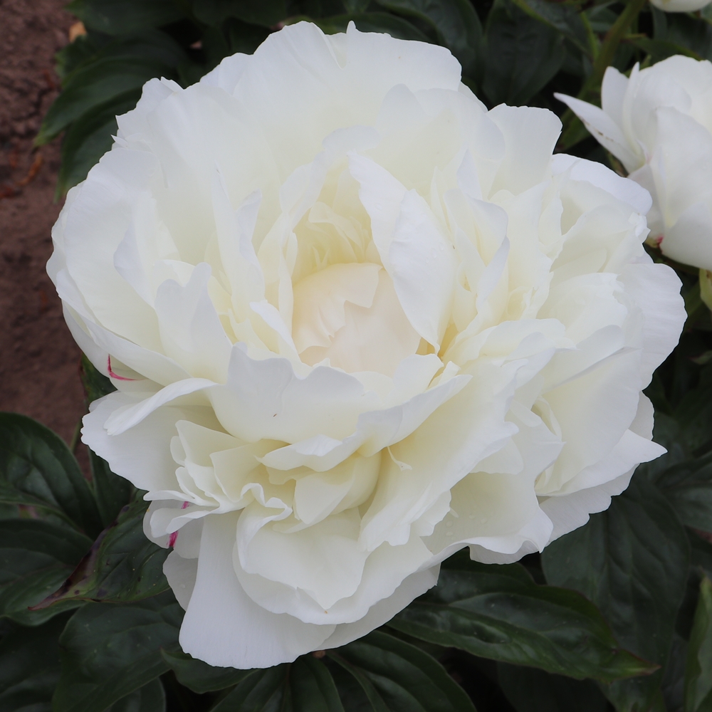 Mary L – Solaris Farms