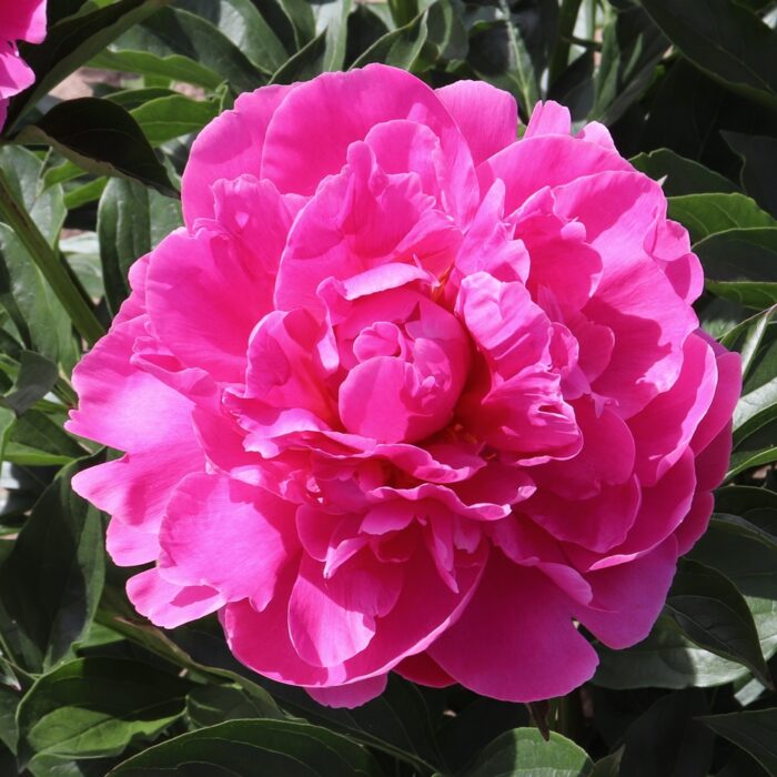 Rozella – Solaris Farms