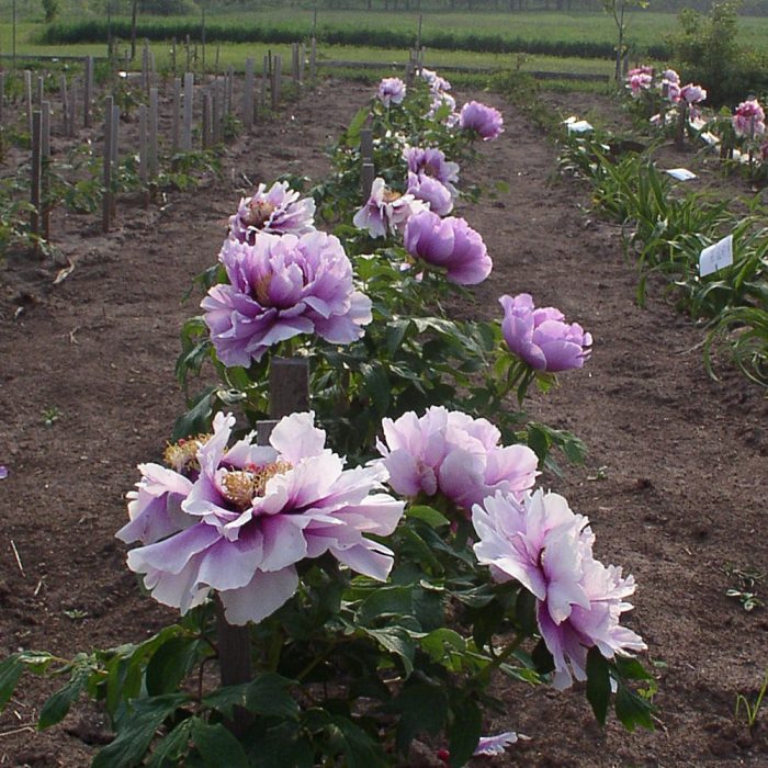 Shimane Chojuraku – Solaris Farms