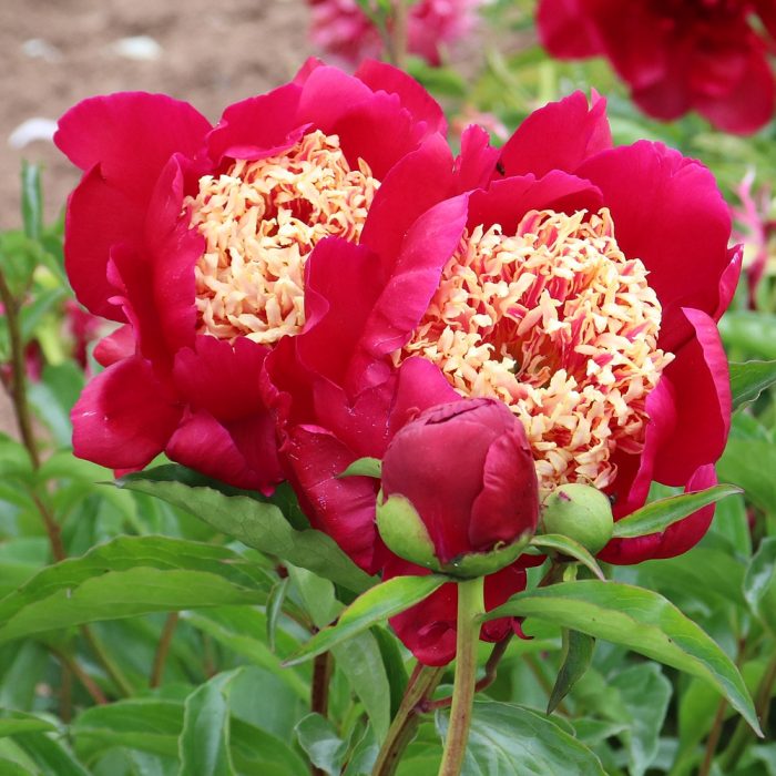 Sword Dance – Solaris Farms
