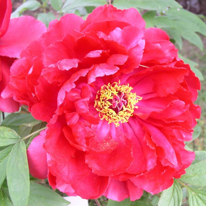 Taiyo – Solaris Farms