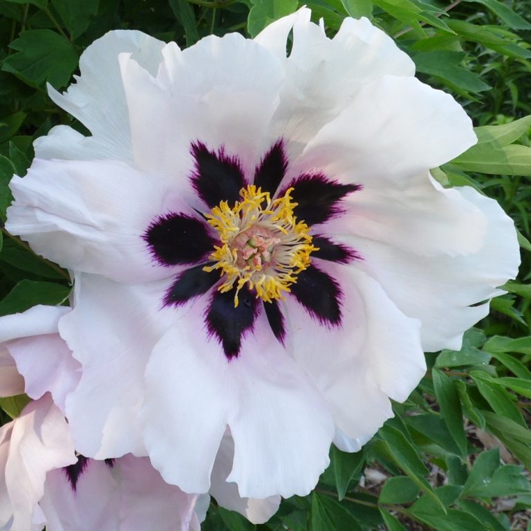 Xue Hai Bing Xin – Solaris Farms