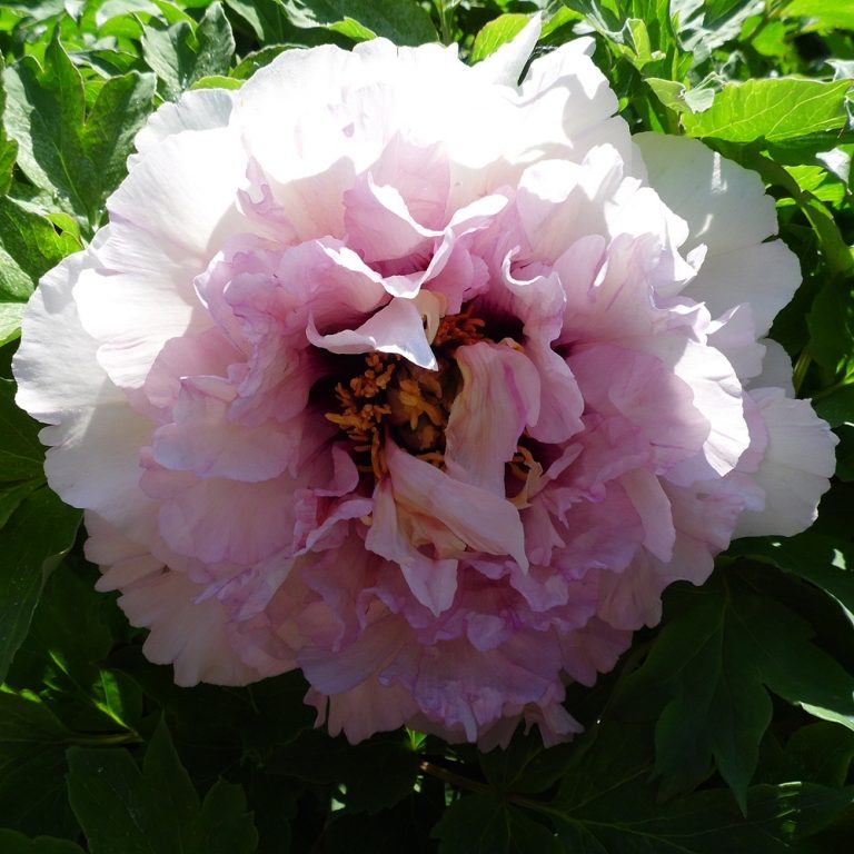 Zephyrus – Solaris Farms